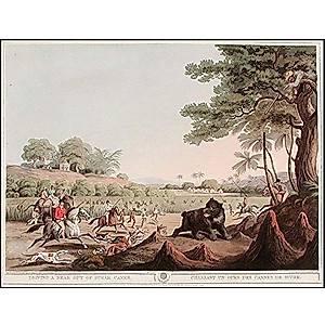 Driving a Bear out of Sugar Canes/Chassant un Ours des Cannes de Sucre