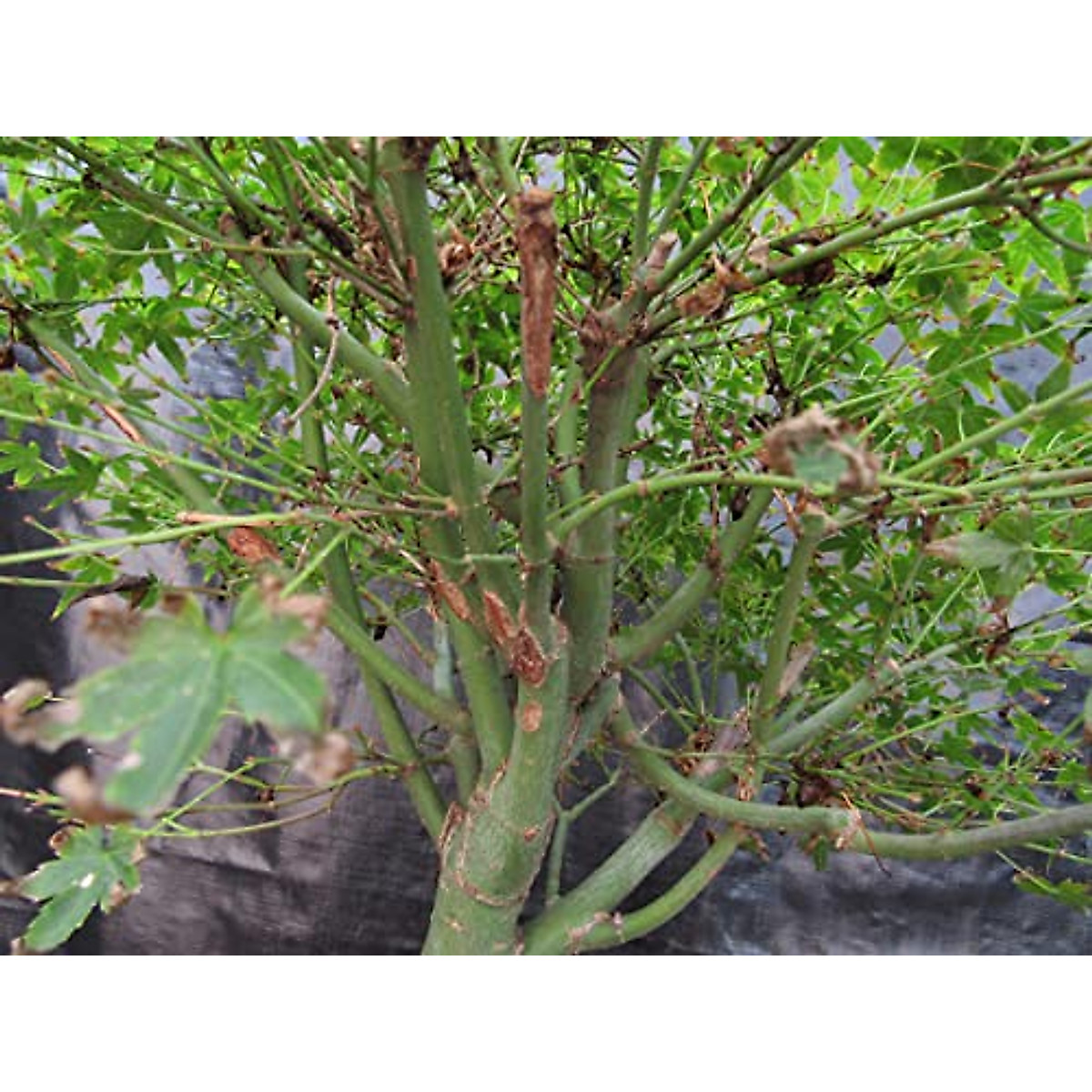 48 Year Old Dwarf Japanese Maple Bonsai Tree