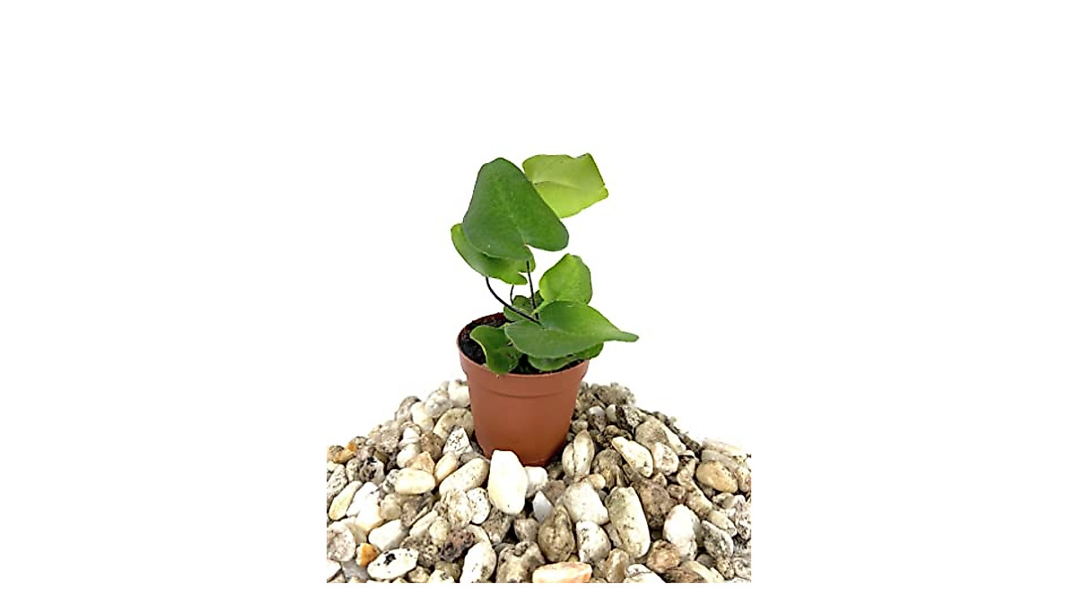 Mini Fairy Garden Fern Assortment - Rare Indoor Plants for Terrariums