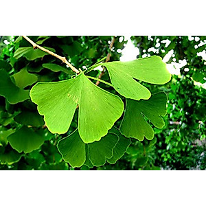 Deciduous Bonsai, Ginkgo, Mini Forest Style, Turn Golden Yellow Leaves in Fall, 5 Years Old