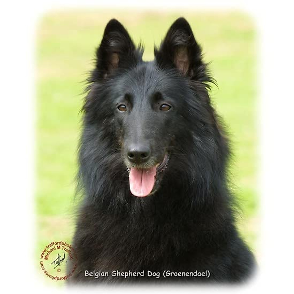 CafePress Belgian Shepherd (Groenendael) Mug Ceramic Coffee Mug, Tea Cup 11 oz