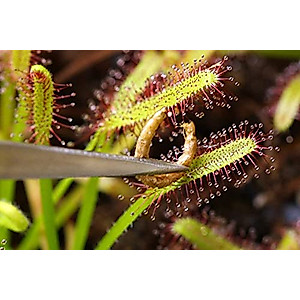 2oz Bloodworms, Freeze Dried Fresh Grade A Floating Bloodworms for All Tropical Fish, Bettas, Discus, Cichlids, Community 0.125 Pound (Pack of 1)