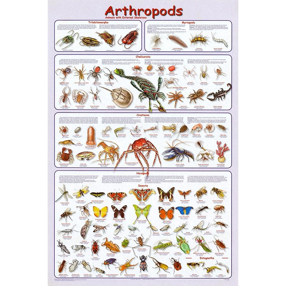 Laminated Arthropods Insects Educational Science Chart Crustacea Hexaoda Poster 24 x 36