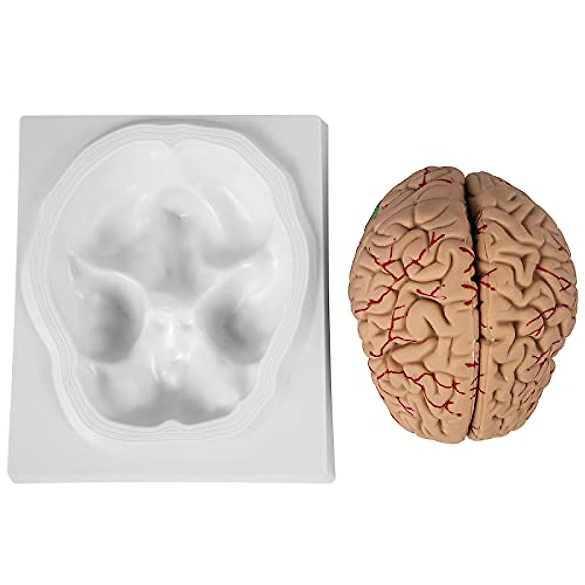 VEVOR Human Brain Model - 9-Part Anatomy Tool