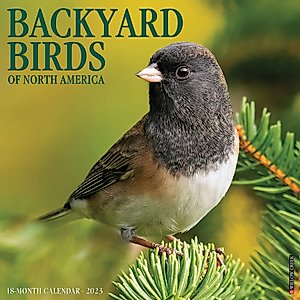 Backyard Birds 2023 Wall Calendar