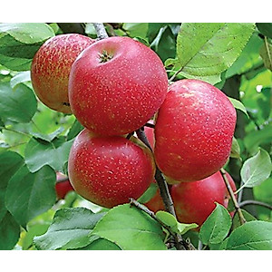 Fuji Apple Tree Live Plant Apple Fruit Tree 4 to 5 Feet Tall Planting Outdoors Apple Plant