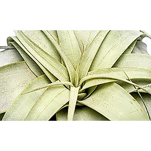 Tillandsia Xerographica Air Plant, Tillandsia Air Plants Live Large Indoor Plants Live Houseplants, Exotic Plants for Succulent Terrarium, Fairy Garden Decor, Succulents Live Plants by Plants for Pets