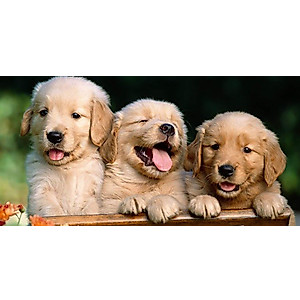 X2 Pcs(100ml) Dog Multivitamin Daily Essential Dog Food Vitamins & Minerals Omega3, Helps Support Healthy, More Fat, Digestion, Skin, Coat, Allergy Immune Supplement Nourished Blood & Eye