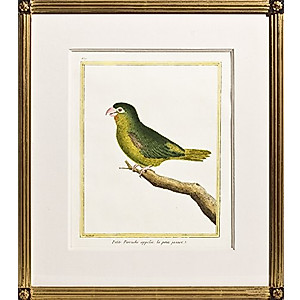 Plate 837: Petite Perruche appellee, la petite jaseuse