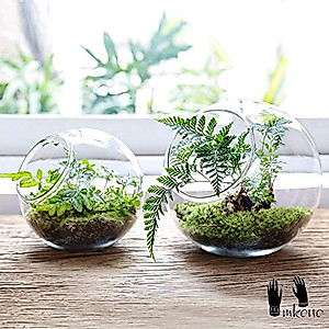 Mkono Plant Terrarium Display Glass Tabletop Succulent Air Plant Planter Globe Microlandschaft House, M