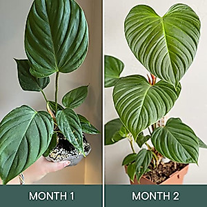 Arber Plant Food | Organic Fertilizer for Indoor & Outdoor Plants | Bloom Boosting Growth | Natural Gardening Solution | Soil Fertility Flowers, Vegetables | Liquid Concentrate | Makes Over 4 Gallons