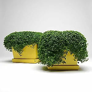 Outsidepride Corsican Ornamental Mini Mint Spreading, Mat Forming Ground Cover Plant Seeds - 25 Pellets