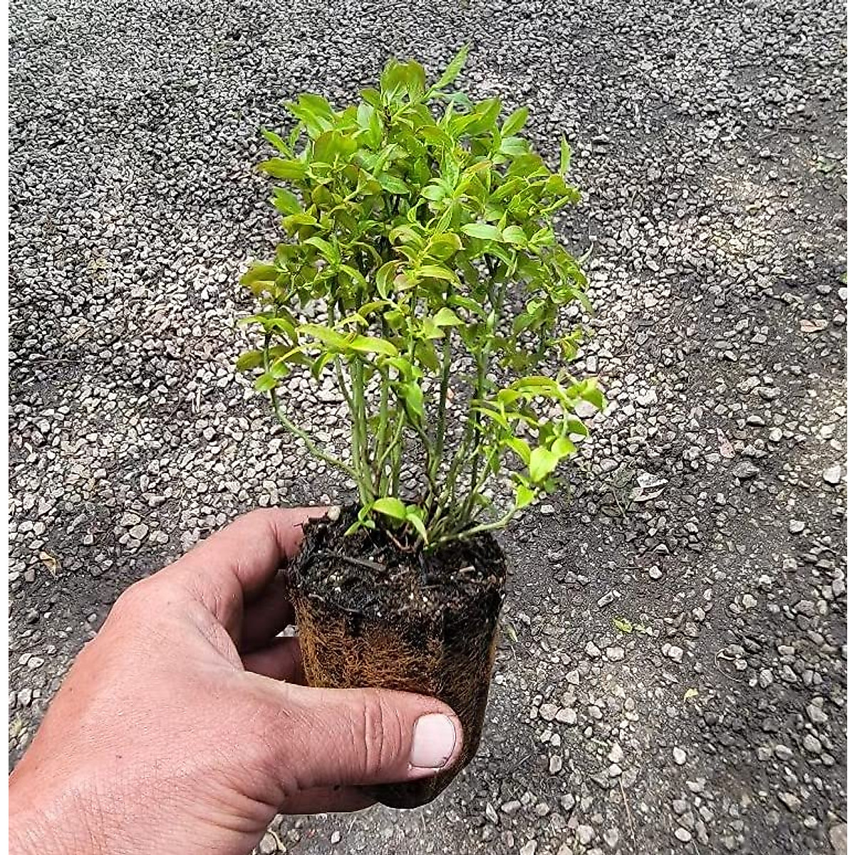 (1) - Top Hat Dwarf Blueberry - Starter Plant (8m)