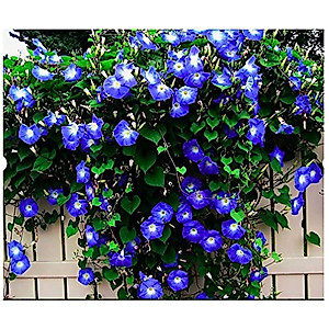 250 Heavenly Blue Morning Blooming Vine Seeds - Wonderful Climbing Heirloom Vine - Non GMO and Neonicotinoid Seed. Marde Ross & Company