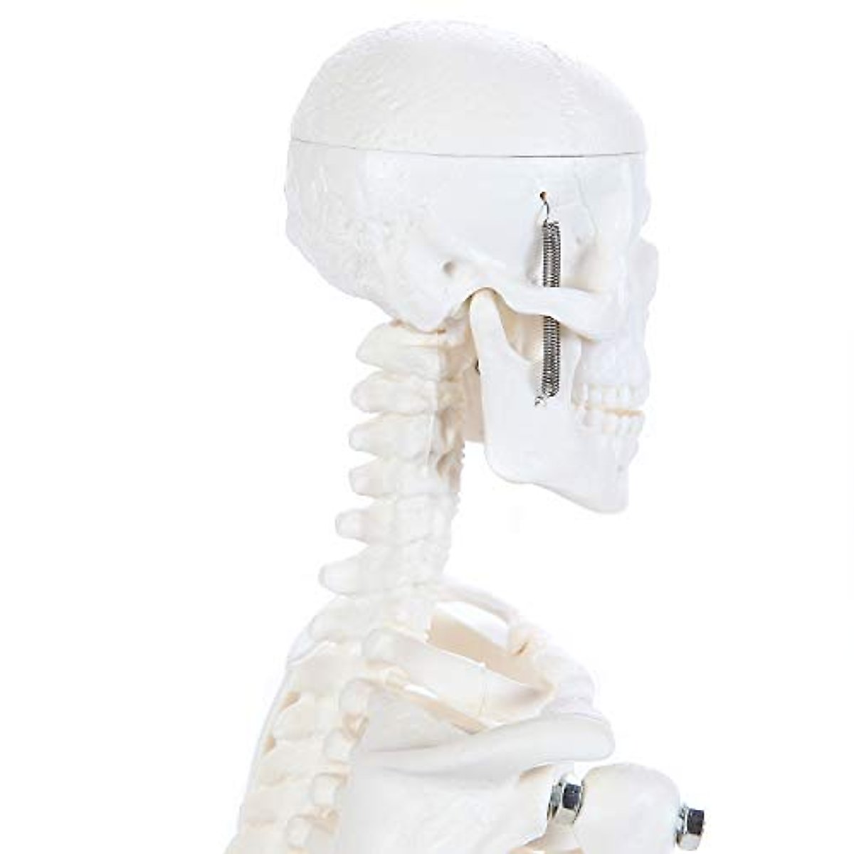 Anatomy Lab Human Skeleton Model, 19" Desktop Skeleton Has Movable Arms and Legs, Details Basic Human Skeletal System with Display Stand