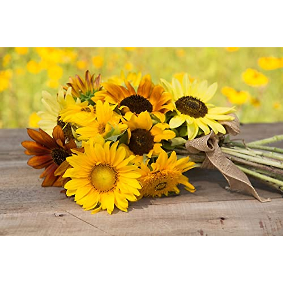 Gracias! 25 Sunflower Seed Packets for Planting - Helianthus Flower Seeds - Garden Seed to Grow Live Plants - A Beautiful Gift That Says Thank You in Spanish - Bentley Seed Co.