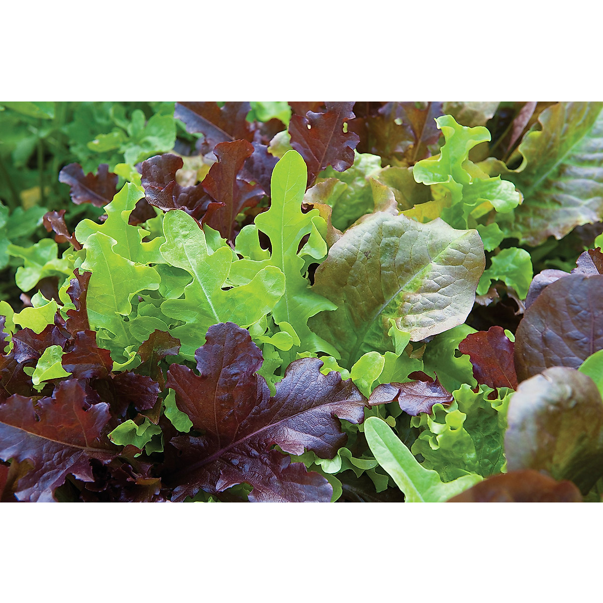 Burpee Gourmet Blend Lettuce Seeds 1000 seeds