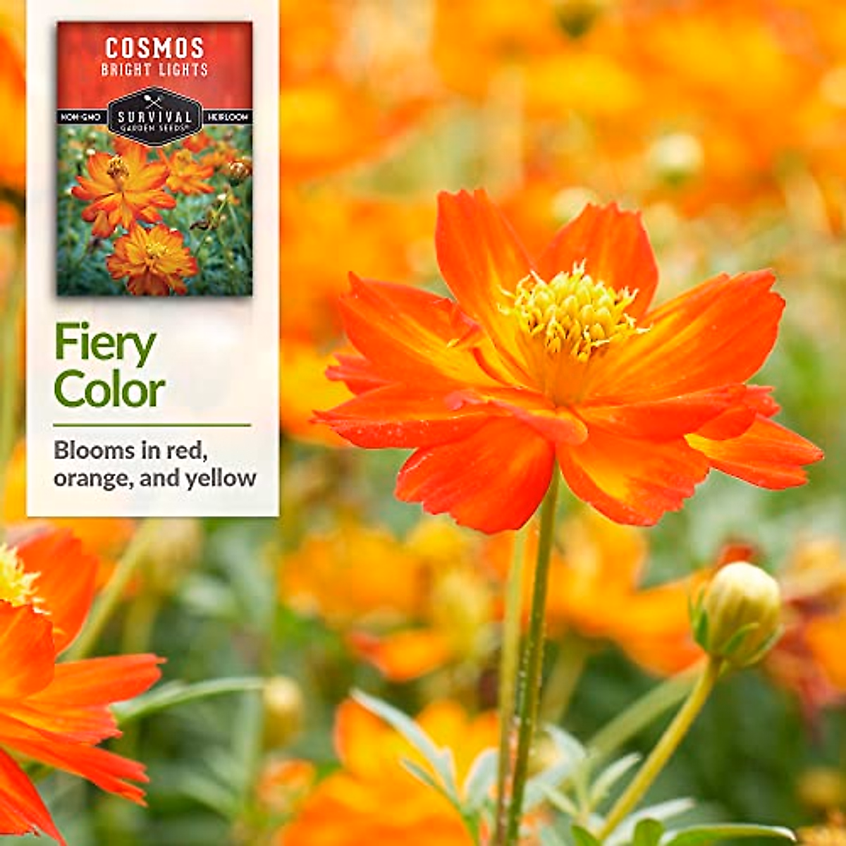 Survival Garden Seeds - Bright Lights Cosmos Seed for Planting - Packet with Instructions to Plant and Grow Cosmos Sulphureus in Your Home Flower or Vegetable Garden - Non-GMO Heirloom Variety