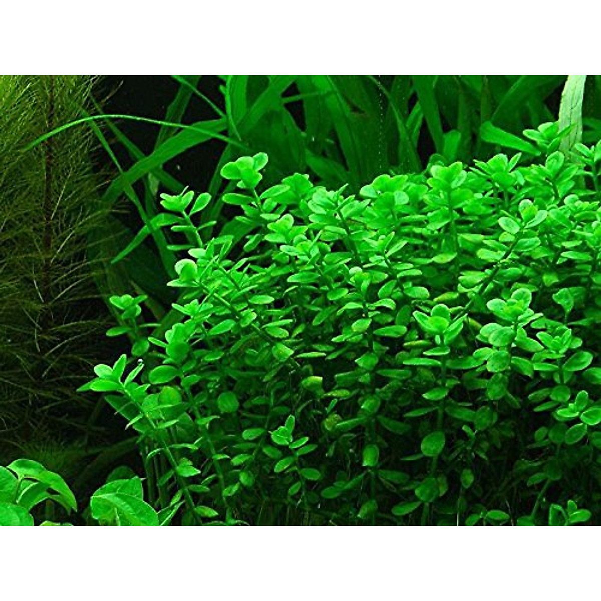 Potted Live Aquarium Plants | Freshwater Aquatic Plants for Aquariums (Moneywort)