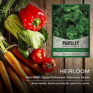 Curled Parsley Seeds for Planting Indoors and Outdoors Heirloom, Open-Pollinated, Non-GMO Curly Herb Variety- Great for Home Gardens and More by Gardeners Basics