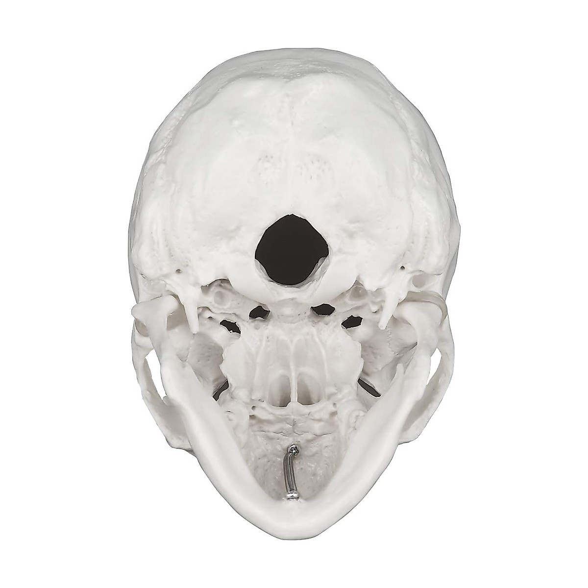 Human Skull Model, Life Size 3-Part Anatomical Model with Removable Skull Cap and Articulated Mandible for Medical Student Human Anatomy Study Course