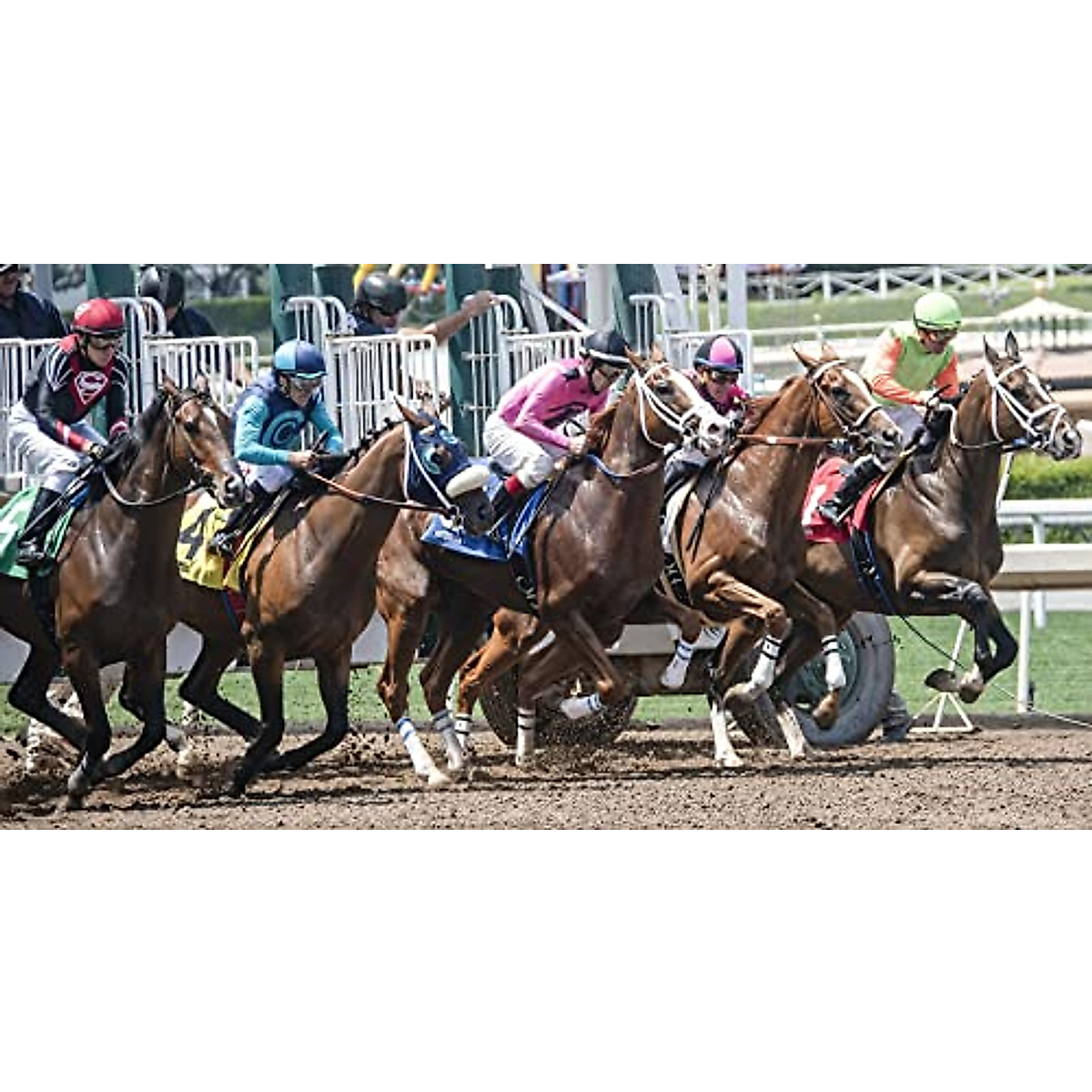 DOUBLE ACTION (Cooling and Warming Effect) Liniment Gel for Sore Muscles and Joints made with Camphor and Menthol for Horses. Effective Post Workout Recovery and Pre-Workout Leg and Spinal Care Rub