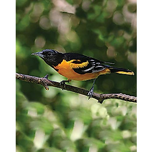 First Nature 3088 32-ounce Oriole Feeder