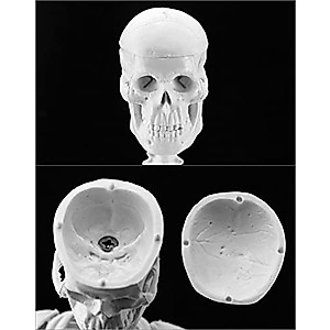 QWORK Human Skeleton Anatomical Model, Scientific Model, Miniature Skeleton Model with Movable Arms and Legs, for Medical Training & Classroom Education