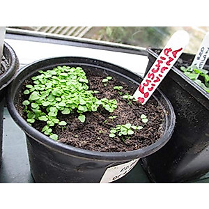 1126-Bolivian Fuchsia (Fuchsia boliviana) Seeds by Robsrareandgiantseeds UPC0764425787310 Non-GMO,Organic, Rare Species, Bonsai,1126 Package of 5 Seeds