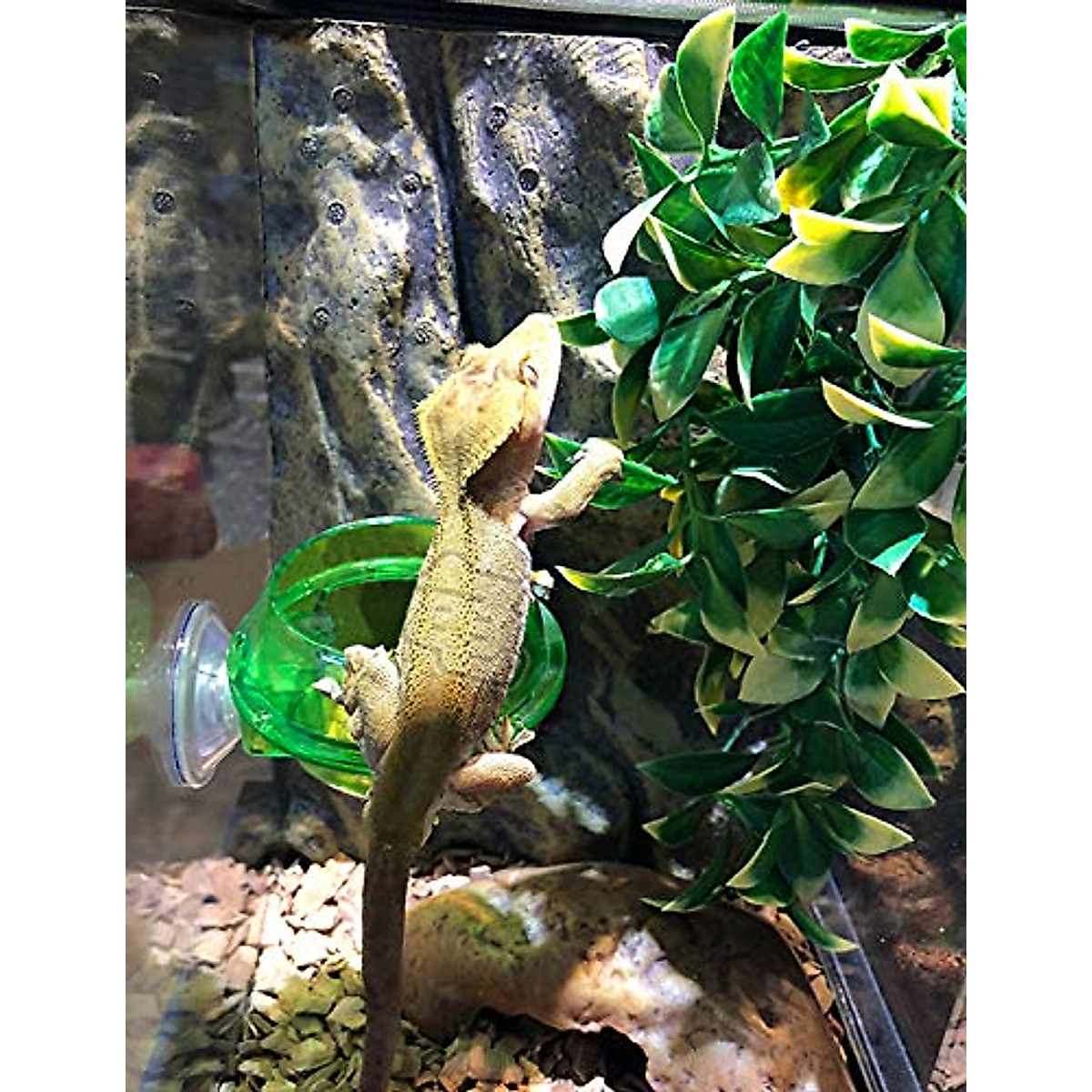 HERCOCCI 2 Pack Chameleon Bowls, Reptile Ledge Feeder Suction Cup Worm Bowl & Water Dish Supplies for Chameleon Lizard Bearded Dragon Gecko Snake