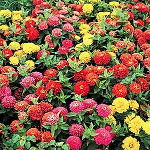 "Zin Master Mix" Zinnia Seeds for Planting, 200+ Flower Seeds Per Packet, (Isla's Garden Seeds), Non GMO & Heirloom Seeds, Botanical Name: Zinnia elegans, Great Home Garden Gift