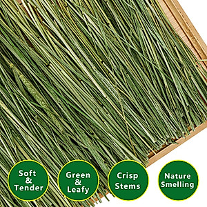 Ohcool Timothy Hay 2.2LBS - Premium Hay for Rabbits Tortoise Guinea Pig Chinchilla - Dust Free Natural Fresh Hay (1.1 lbs, 2 Pack)