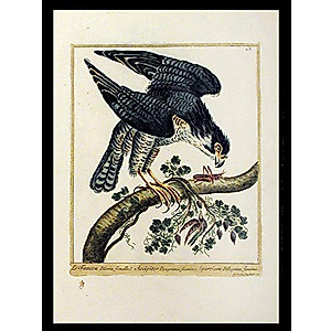 Le Faucon Pelerin femelle [Peregrin Falcon]