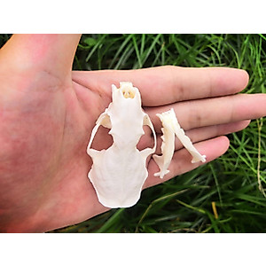 Racoon Dog Skull,Cat Skull,Coypu Skull,Muskrat Skull,Fox Skull,Raccoon Dog Skull,Mink Skull,Taxiderm Skull Specimen