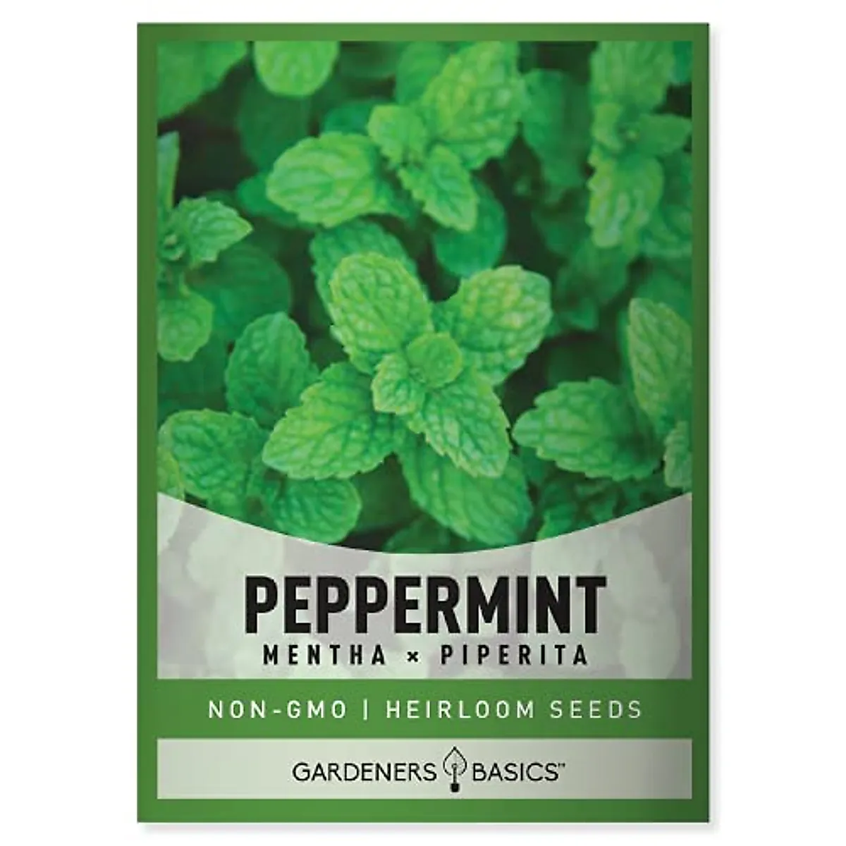 Peppermint Seeds for Planting is A Heirloom, Open-Pollinated, Non-GMO Herb Variety- Great for Indoor and Outdoor Gardening and Herbal Tea Gardens by Gardeners Basics