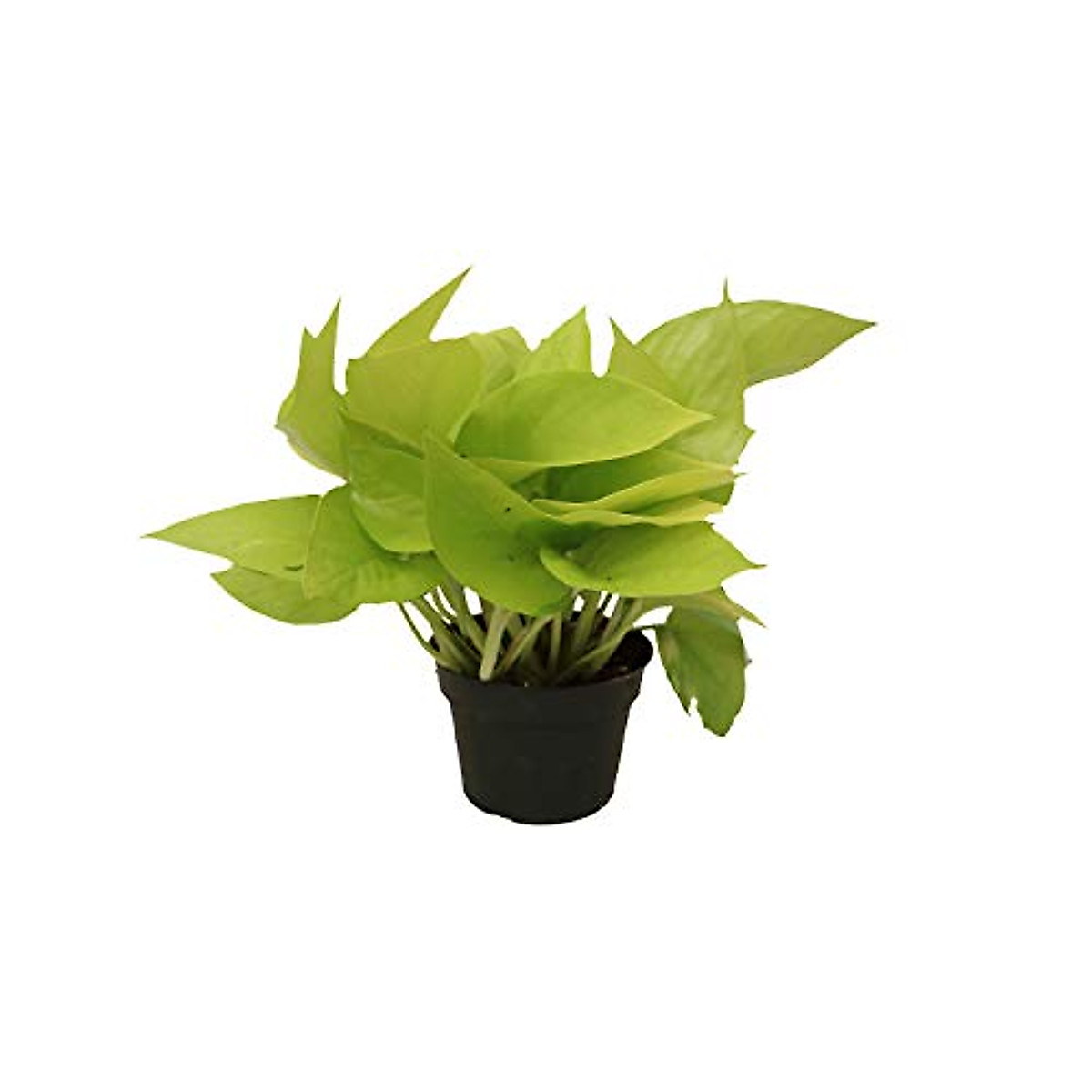 California Tropicals 4" Neon Pothos Live Pot Houseplant - Plant for Indoors, Outdoors, Easy Care Tropic for House, Office, Potted Real Plant Easyplant for Inside Houses & Gardens for Purifying Air