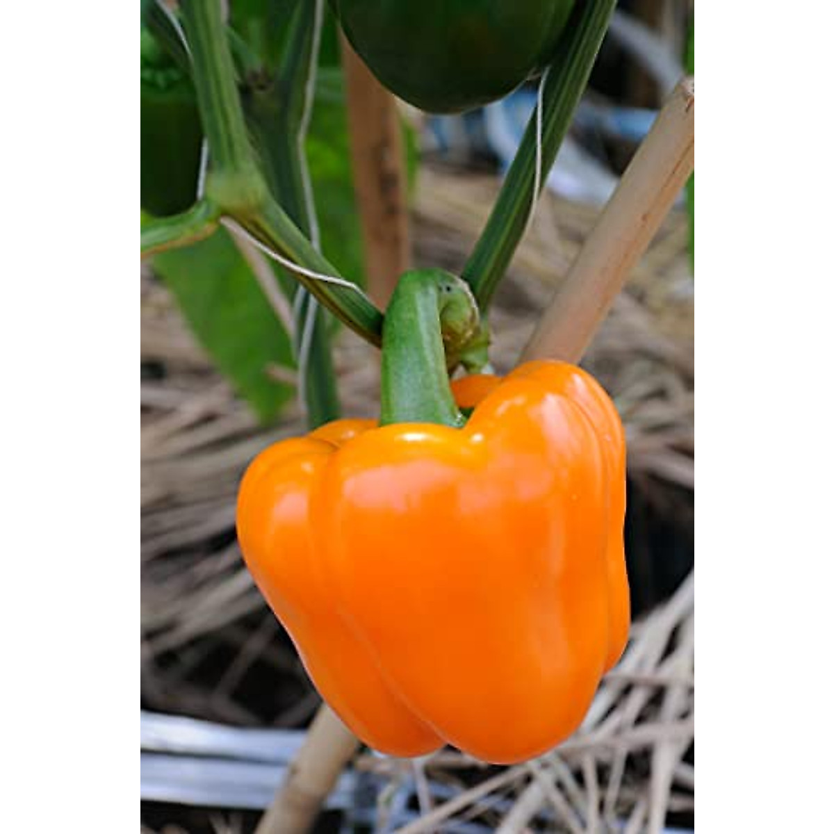 Sweet Bell Pepper Seeds Collection, 200 Seeds, 4 Heirloom Non-GMO Varieties. Giant Green, Yellow Sunbright, Orange Horizon, Big Red.