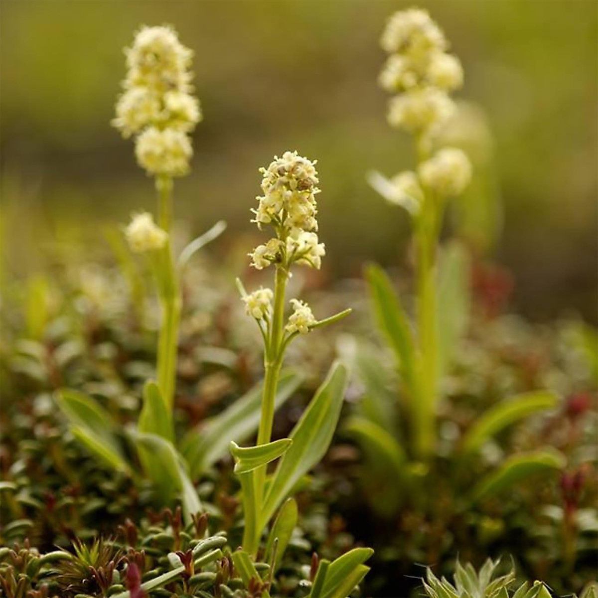 Speick, Active Shaving Cream, 2.5 Ounce