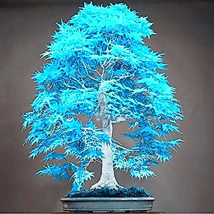 YEGAOL Garden 50Pcs Blue Japanese Maple Seeds Non-GMO Rare Ornamental Decor Tree Seeds Bonsai Container Plant