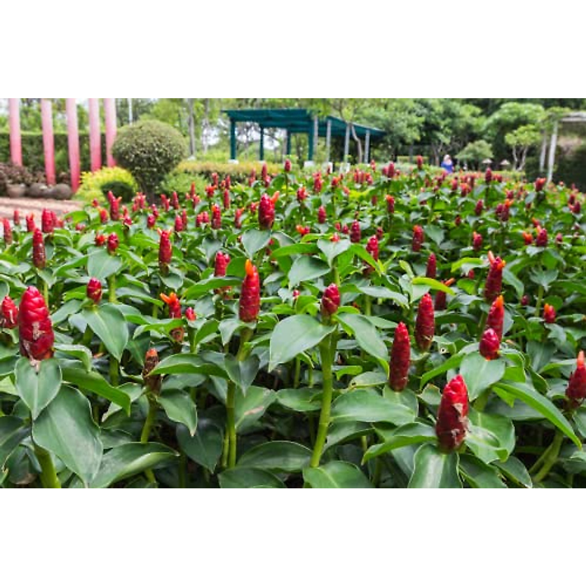 5 Zingiber Shampoo Ginger Seeds Pinecone Seeds Indoor Outdoor Ornaments Perennials Garden Growing Can Grow Well Pot