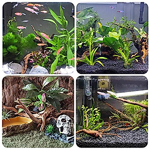 SERJOOC 6Pcs Aquarium Driftwood Spider Wood Ornament for Fish Tank Natural Branches Decorations (4in-6in)