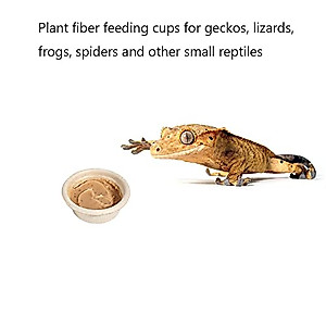 AURTPNUO 500Pack Gecko Food and Water Cups 0.5oz Small Paper Feeding Cups Reptile Feeder Bowls Ledge Accessories for Crested Gecko Lizards Spiders Reptiles (500Pack)