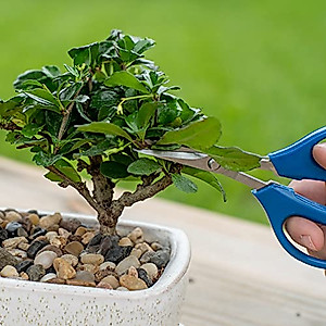 Costa Farms Bonsai Starter Kit, Live Bonsai Tree, Easy to Grow, Fun Garden, Crafts, Hobby Kit for Adults, Unique DIY Gift, Gardening, Great Gift for Kids & Adults, Mother's Day Gift, 10-Inches Tall