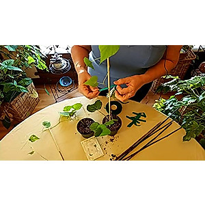 40 Pack 18'' Natural Bamboo Plant Stakes, Wood Plant Supports, Wood Garden Sticks for Plants Tomato Floral Potted, Wooden Sign Posting Garden Sticks