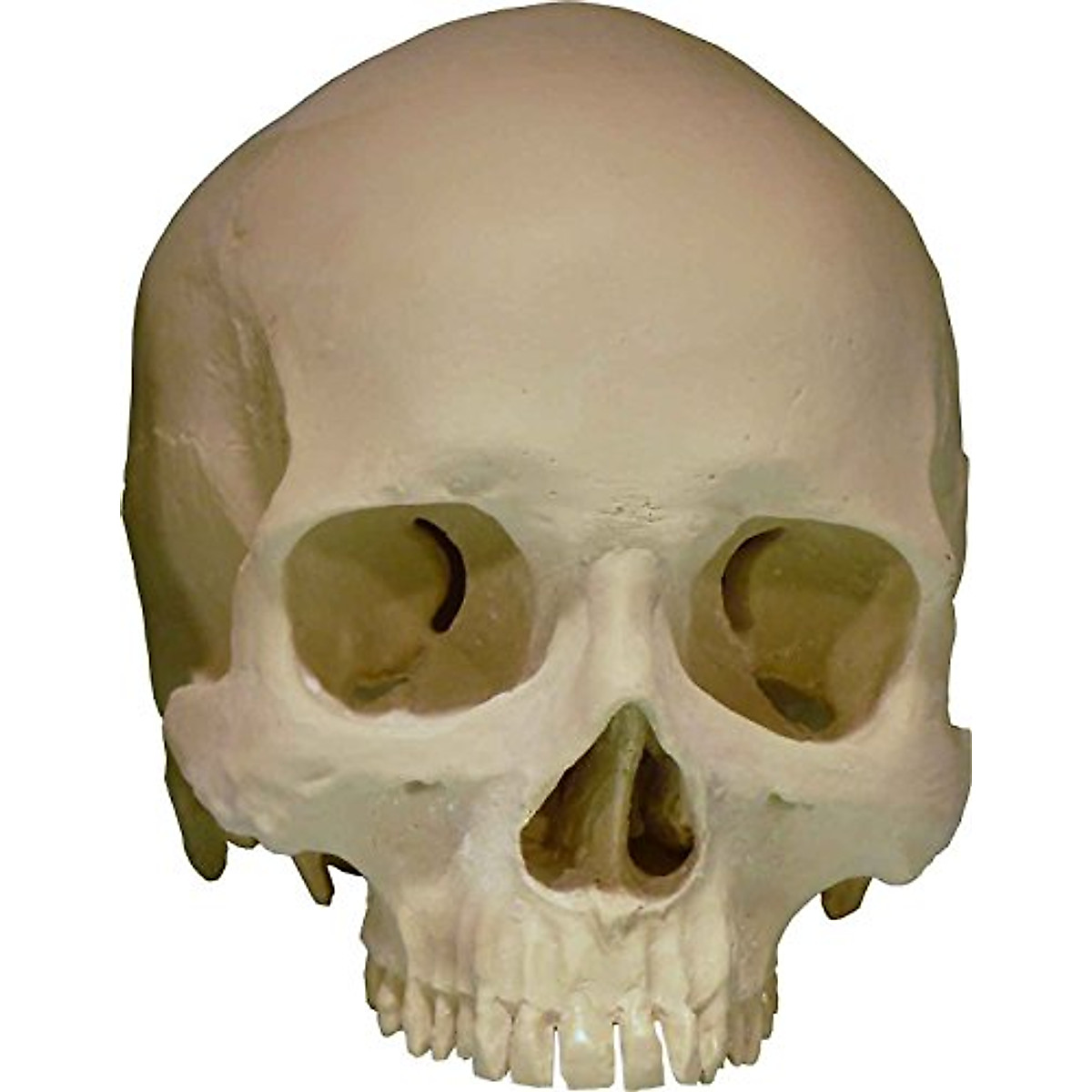 Life-Size Human Skull Anatomy Medical Studies Replica, Model 3093001