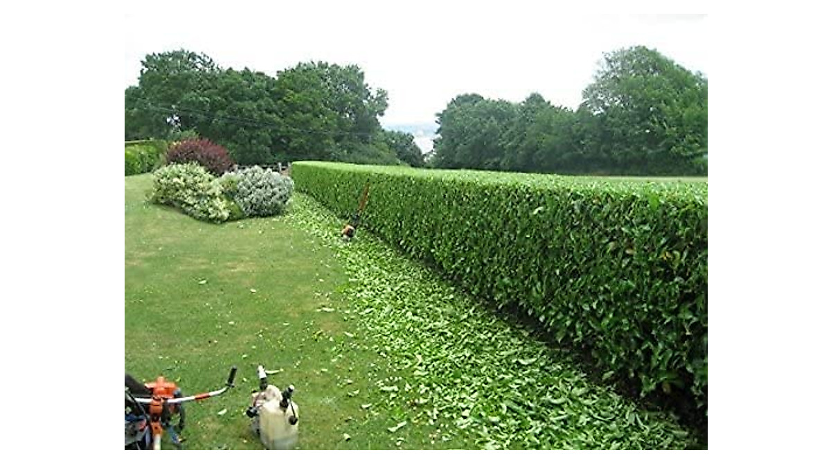 Sweet Viburnum Odoratissimum - Fast Growing Privacy Hedge Plants