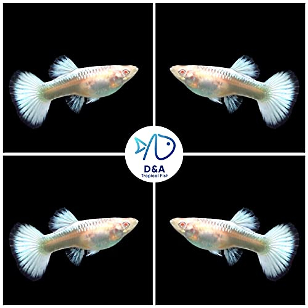 D&A Tropical Live Fish - ABINO Platinum Guppy Live Fish, Female and Male Guppies Live Fish for Aquariums, Live Fish Freshwater (1 Trio (1 Male,2 Female))