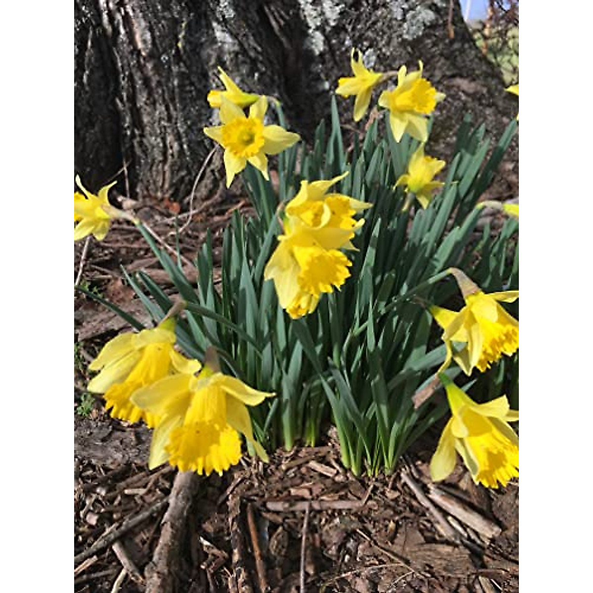 Dutch Master Daffodil 50 Bulbs -Deer & Rodent Resistant - 14/16 cm Bulbs