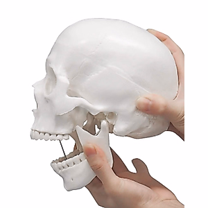 Human Skull Model, Life Size 3-Part Anatomical Model with Removable Skull Cap and Articulated Mandible for Medical Student Human Anatomy Study Course