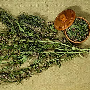 CHUXAY GARDEN 40 Seeds Leonurus Japonicus,Oriental Motherwort,Chinese Motherwort Annual Herb Flowering Plant Grow Fast Grows in Garden and pots